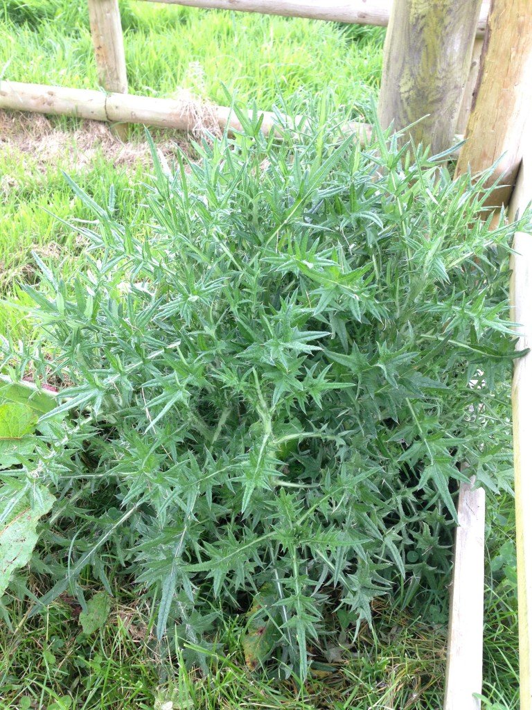 Prickly pickles | Wild food foraging walks and courses: mushroom hunts ...